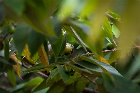 Tickells Flowerpecker Feeding Photograph By Ramabhadran Thirupattur