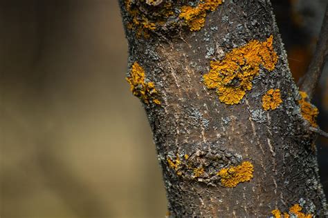 Trunk Lichen Tree Free Photo On Pixabay Pixabay