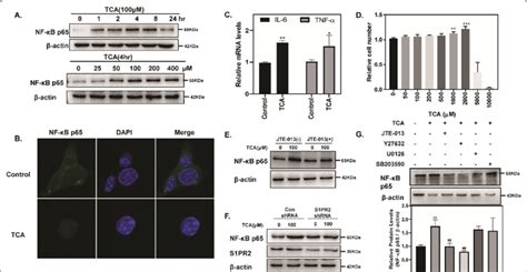 S1pr2 Mediated Nf κb Activation And Inflammatory Factor Expression In Download Scientific