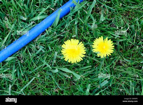 Hose Pipe Hi Res Stock Photography And Images Alamy