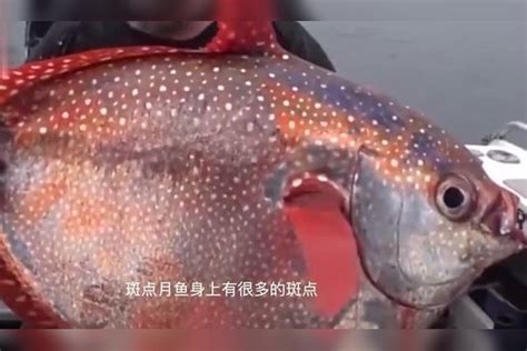 这种鱼让日本人“着魔”，当厨师切开鱼肚那一秒，瞬间懂了！（1）瞬间日本