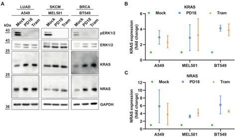 MEKi Treatments Induce Potent KRAS And NRAS Overexpression A Cancer
