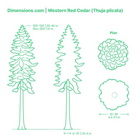 Hawthorn Tree Dimensions And Drawings