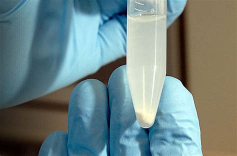 Exploratorium Evidence Extracting DNA From Neanderthal Bones
