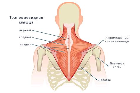 Для чего этот тренажёр? - ОБЩИЕ ВОПРОСЫ - ЖЕЛЕЗНЫЙ ФАКТОР