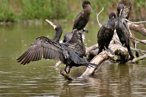 Cormorant Water Bird Nature Free Photo On Pixabay
