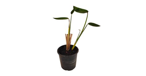 Thalia Dealbata Vízigyömbér Artandgarden Kertészeti Áruda Érdliget