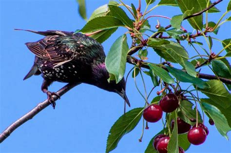 Comment faire fuir les étourneaux des cerisiers pour sauver vos fruits