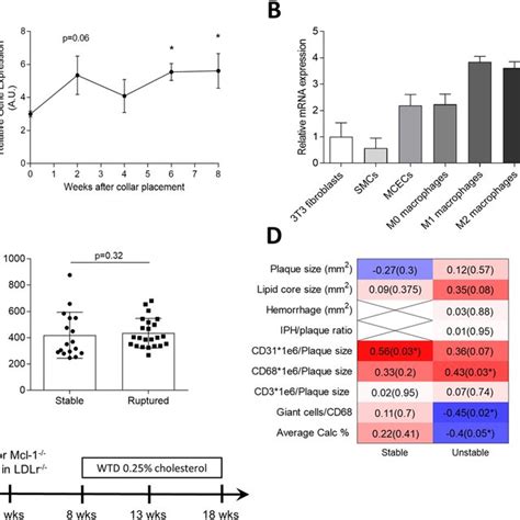 Regulation Of Mcl Expression In Atherosclerosis A C Mcl Gene