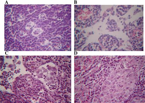 Structure Of A Mouse Regional Inguinal Lymph Node After Injection Of