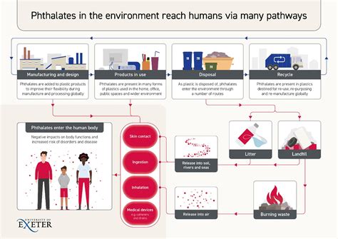 Are Phthalates Causing A Decline In Male Fertility Health Feedback