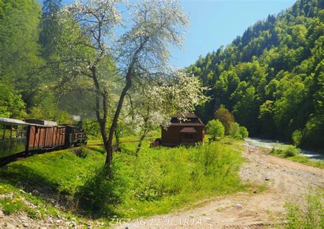 Mocănița De Pe Valea Vaserului Blog De Calatorii Zigzag Pe HartĂ