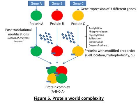 To Produce A Protein Complex Protein Chains Are Produced From Their Download Scientific