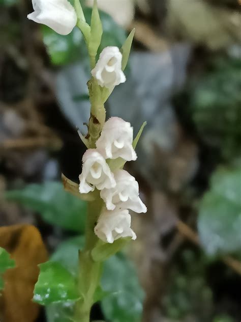 Goodyera Foliosa Lindl Benth Ex C B Clarke
