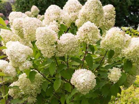 13 Dwarf Hydrangea Varieties Perfect For Small Gardens Hydrangea Love