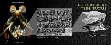 Creating Stronger Composites Through Nature Inspired Helicoid Designs