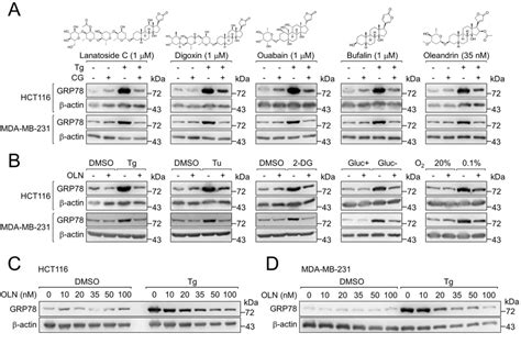 Targeting Stress Induction Of Grp78 By Cardiac Glycoside Oleandrin