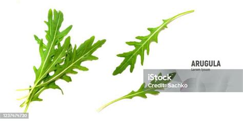흰색 배경에 고립 된 녹색 신선한 잎 루콜라 또는 아루굴라 0명에 대한 스톡 사진 및 기타 이미지 0명 개체 그룹 날것 Istock