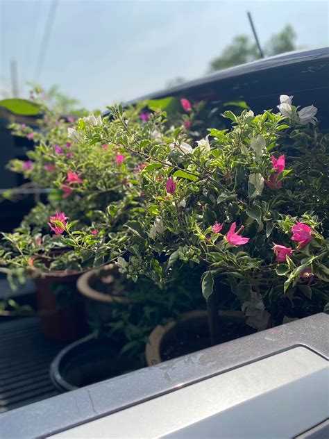 Shifa Nursery Kuala Lumpur