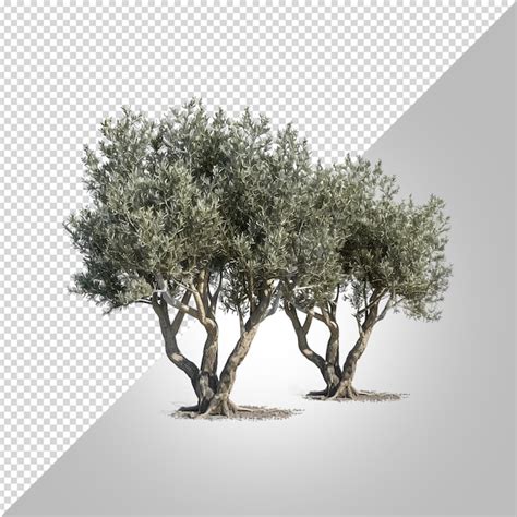 Premium Psd Two Trees Are Shown With The Same Background