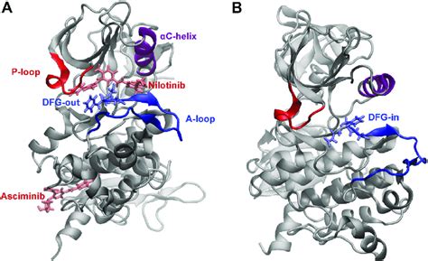 Structures Of The Inactive State Bound To Asciminib And Nilotinib And Download Scientific