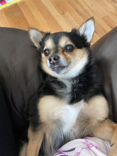 Because She Just Turned 6 Here Is Azula The Entire Light Of My Life