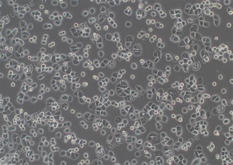 人乳腺腺癌细胞mda Mb 468源井生物【官网】