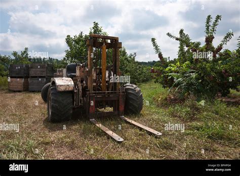 Apple Harvest Lift Tractor Wooden Crates Full Of Apples On Branches