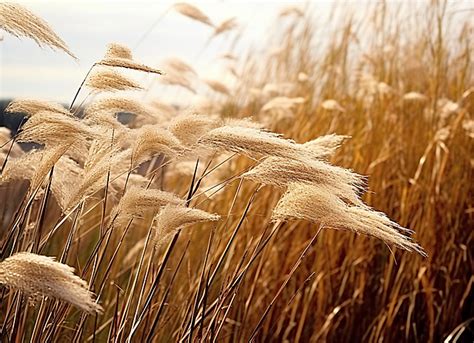 Tall Forest Of Tall Grass Blowing Wind Background Switchgrass Picture