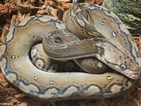 3125 Jampea 25 Kalatoa Anery Motley Ph Purple Or Caramel Albino