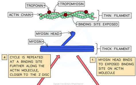 Muscular Contraction 634 Aqa A Level Biology Revision Notes 2017