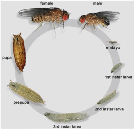 The Different Stages In The Life Cycle Of Drosophila Melanogaster This