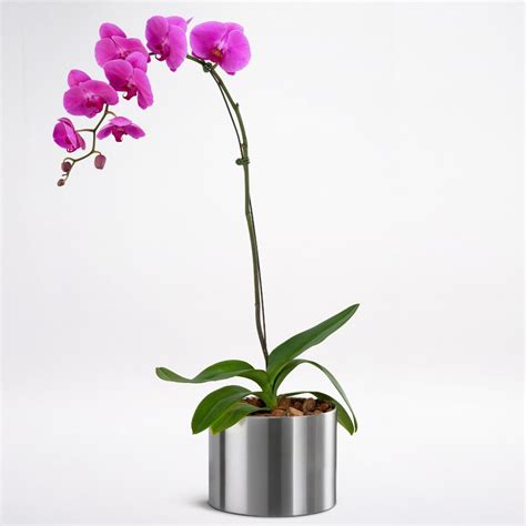 Buy Phalaenopsis Orchid Indoor Plants Online Bangalore Online