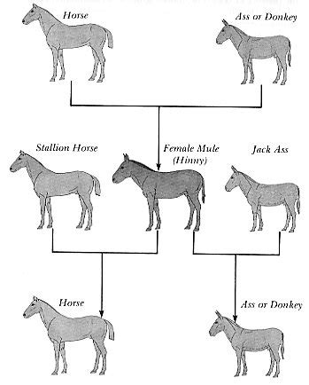 Mule Vs Hinny
