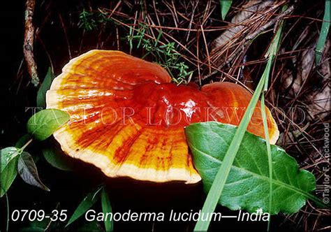 Ganoderma Lucidum Mushroompro