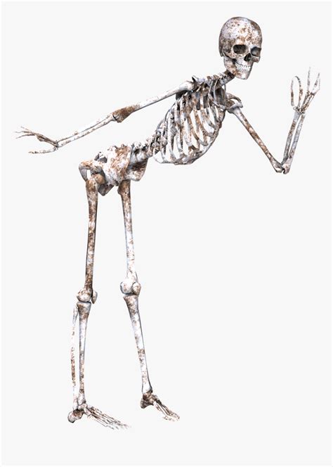 Skeleton Pose Skull Free Picture Ugly Skeleton Hd Png Download Kindpng