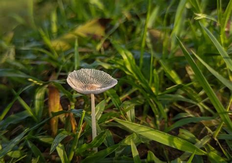 Premium Photo Mushrooms Growing In The Patch Of Green Grass