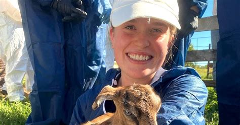 Managing Fire Ant Impact On Livestock Queensland Country Life Qld