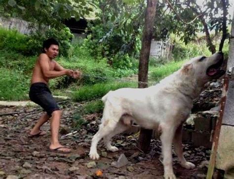 最兇狠的神犬竟然在我國？ 每日頭條
