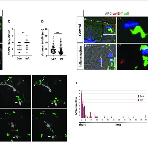 Ccr9 Ccl25 Control Apc T Cell Interaction In The Posterior Intestine