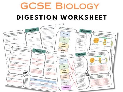 Gcse Biology Worksheet Digestion Teaching Resources