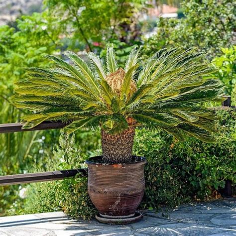 16 Amazing Small Palm Trees That Thrive In Tiny Spaces