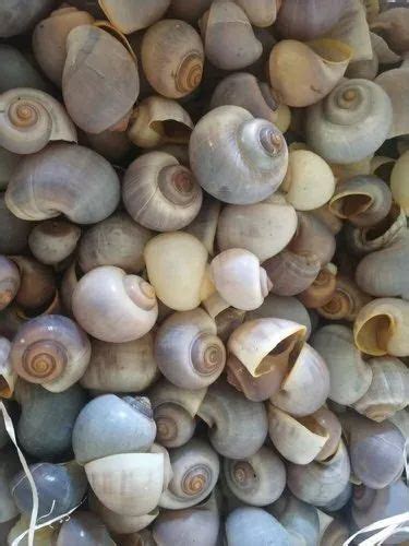 Natural Colour River Snail Shell At ₹ 60kg In Cuddalore Id 22060699833 Natural Colour River Snail Shell At ₹ 60kg In Cuddalore Id 22060699833