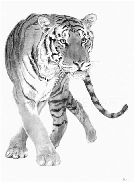 Tiger Art Print Hand Drawn Animal Pencil Drawing A4 A5 Etsy