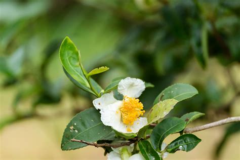 Pohon Teh Hijau Bunga Daun Segar Di Pertanian Eko Herbal Perkebunan Teh