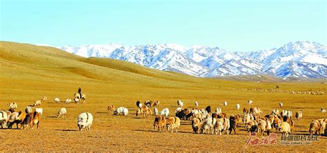 春季转场 天山网 新疆新闻门户