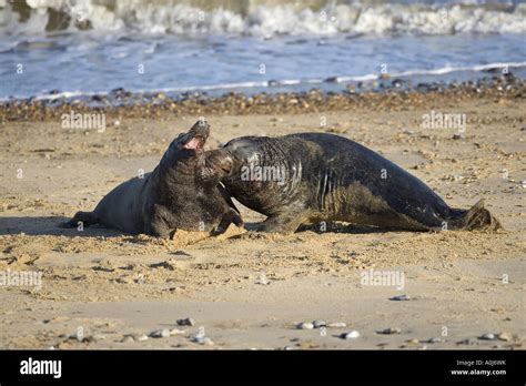 Grey Seal Halichoerus Grypus Bulls Fighting Stock Photo Alamy