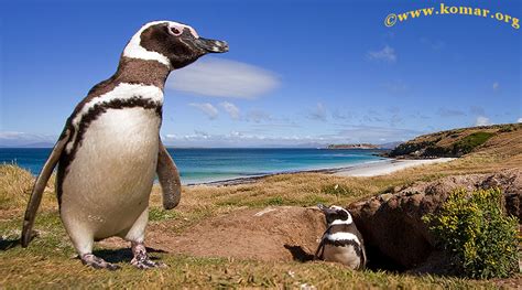 Carcass Island Falklands Wow