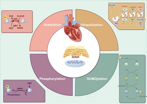 Shaping Cardiac Destiny The Role Of Post Translational Modifications On Endoplasmic Reticulum