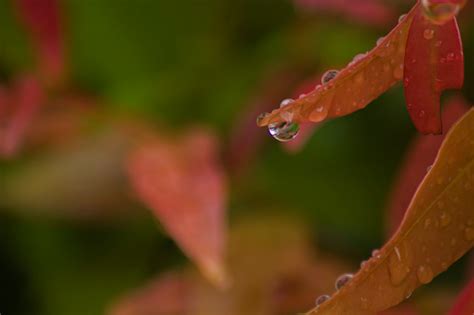아침에 이슬방울이 태양처럼 빛납니다 자연에서 아름 다운 잎 감촉 자연 배경 배경에 대한 물 방울잎 나뭇잎과 물이 그 배경에 떨어지는 클로즈업 0명에 대한 스톡 사진 및 기타
